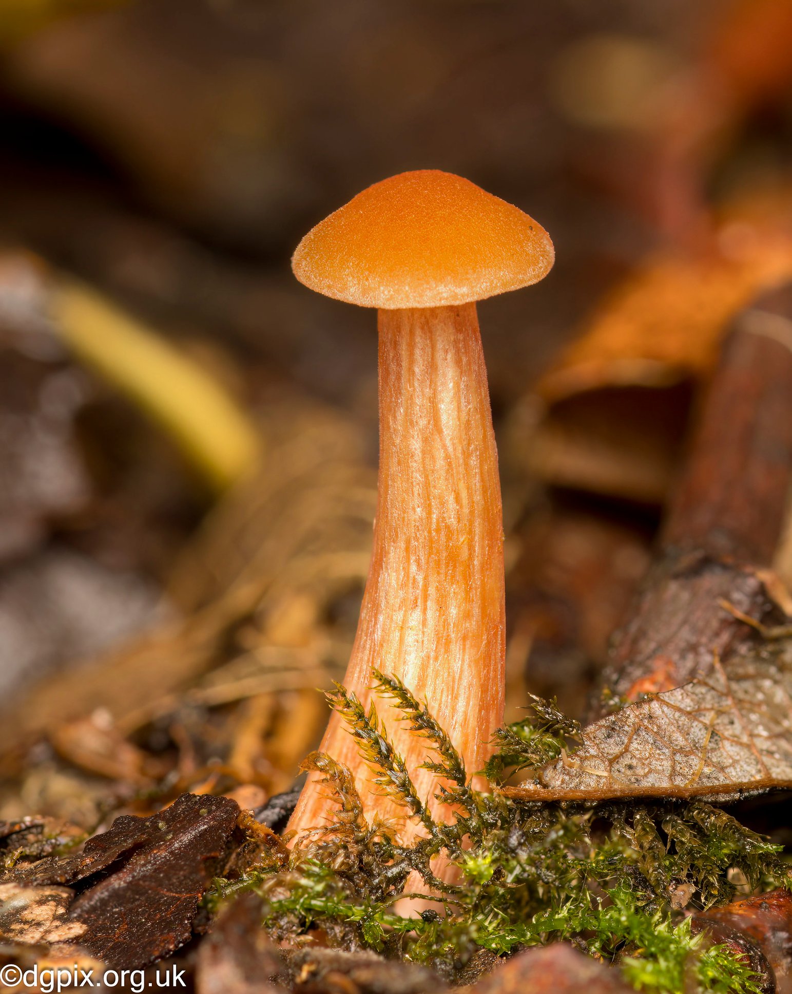 The Fungi Files: Laccaria laccata Under the Microscope