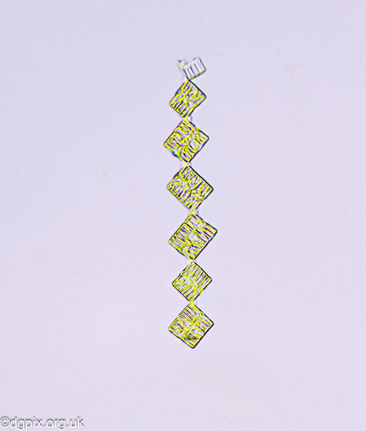 The Diatoms of Brackagh Bog