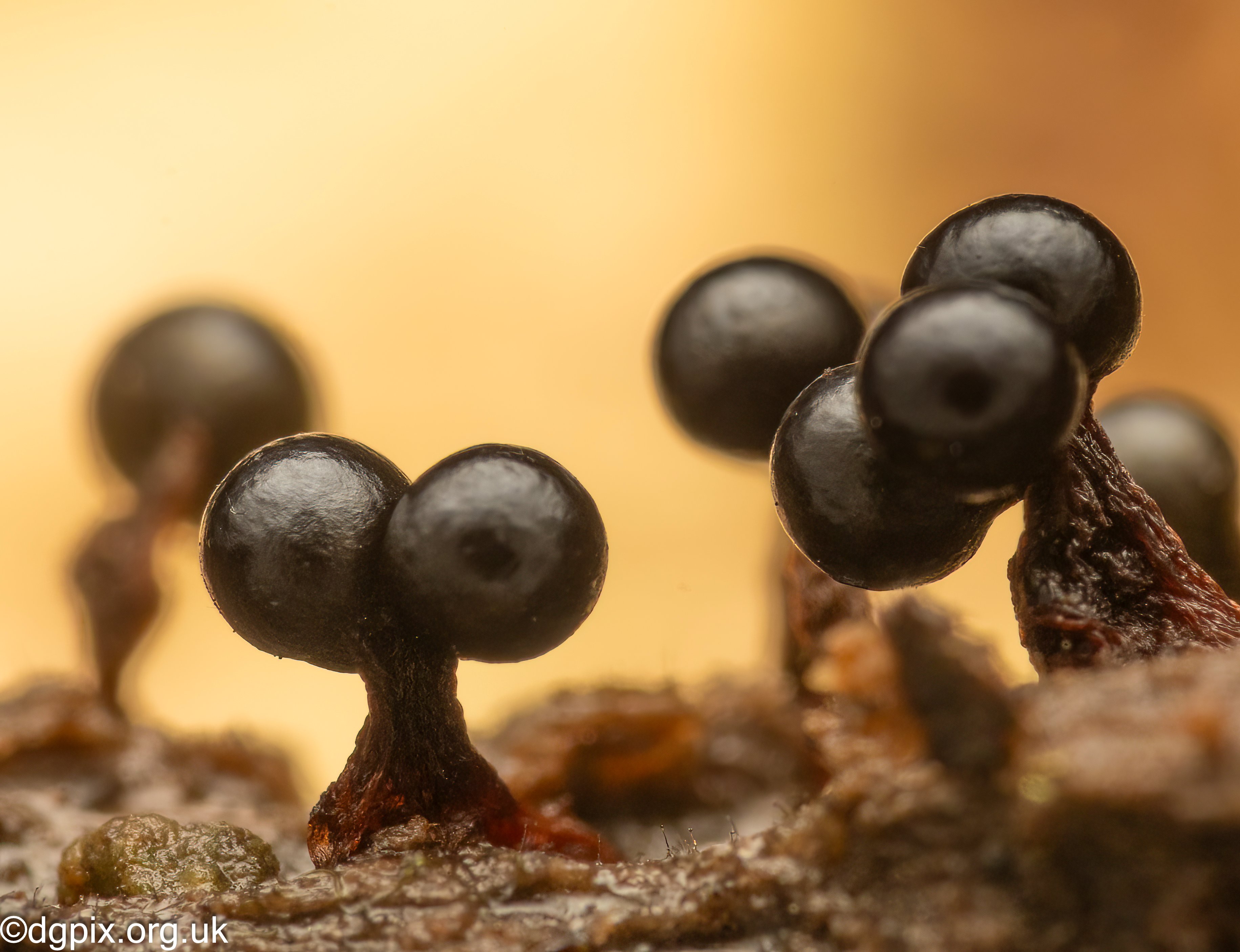 Microscopic Mycology