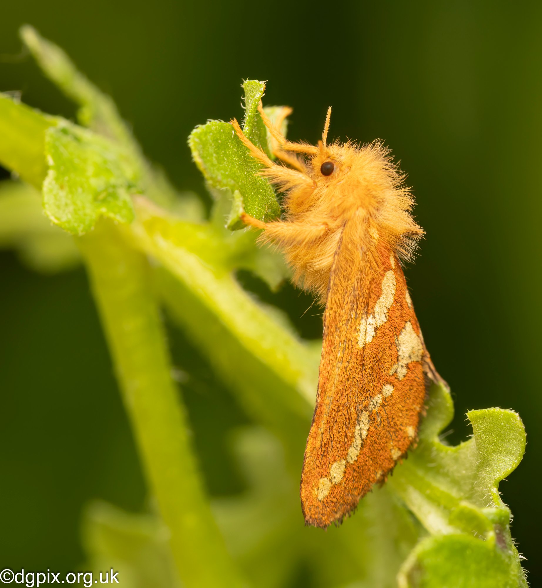 Mothwatch: Brackagh Moss