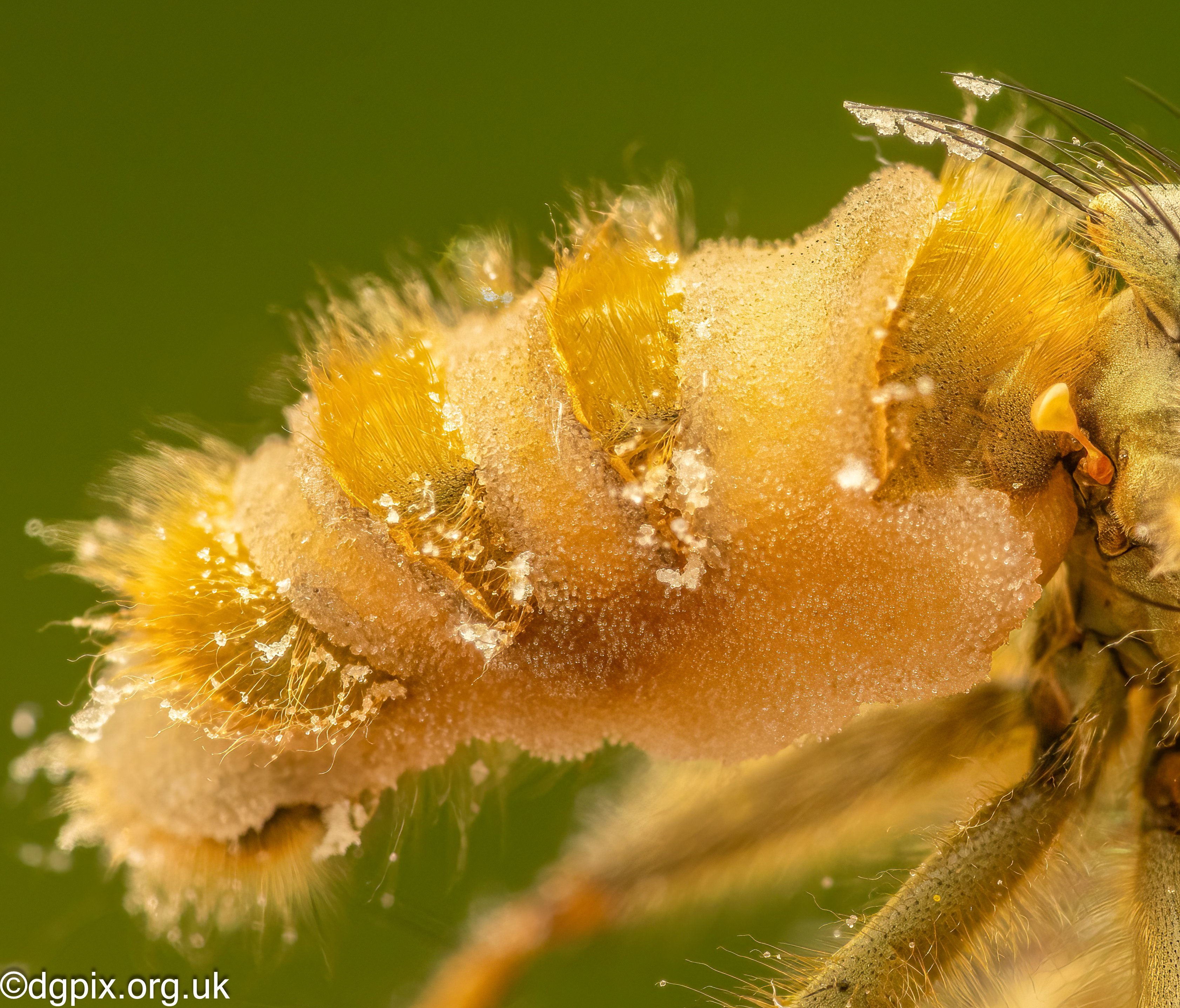 Entomophthora muscae: The Fatal Fungal Puppeteer