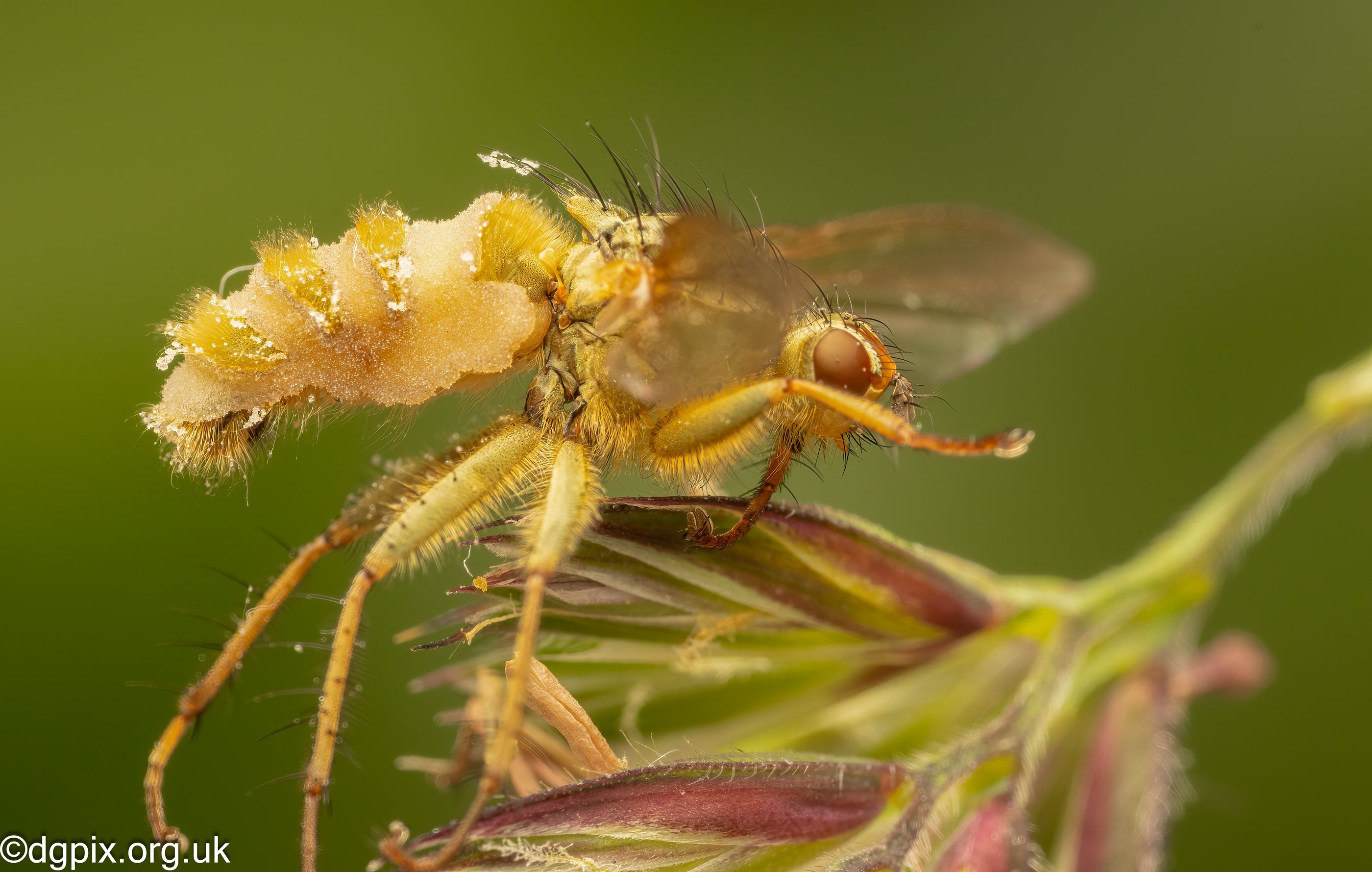 Entomophthora muscae: The Fatal Fungal Puppeteer