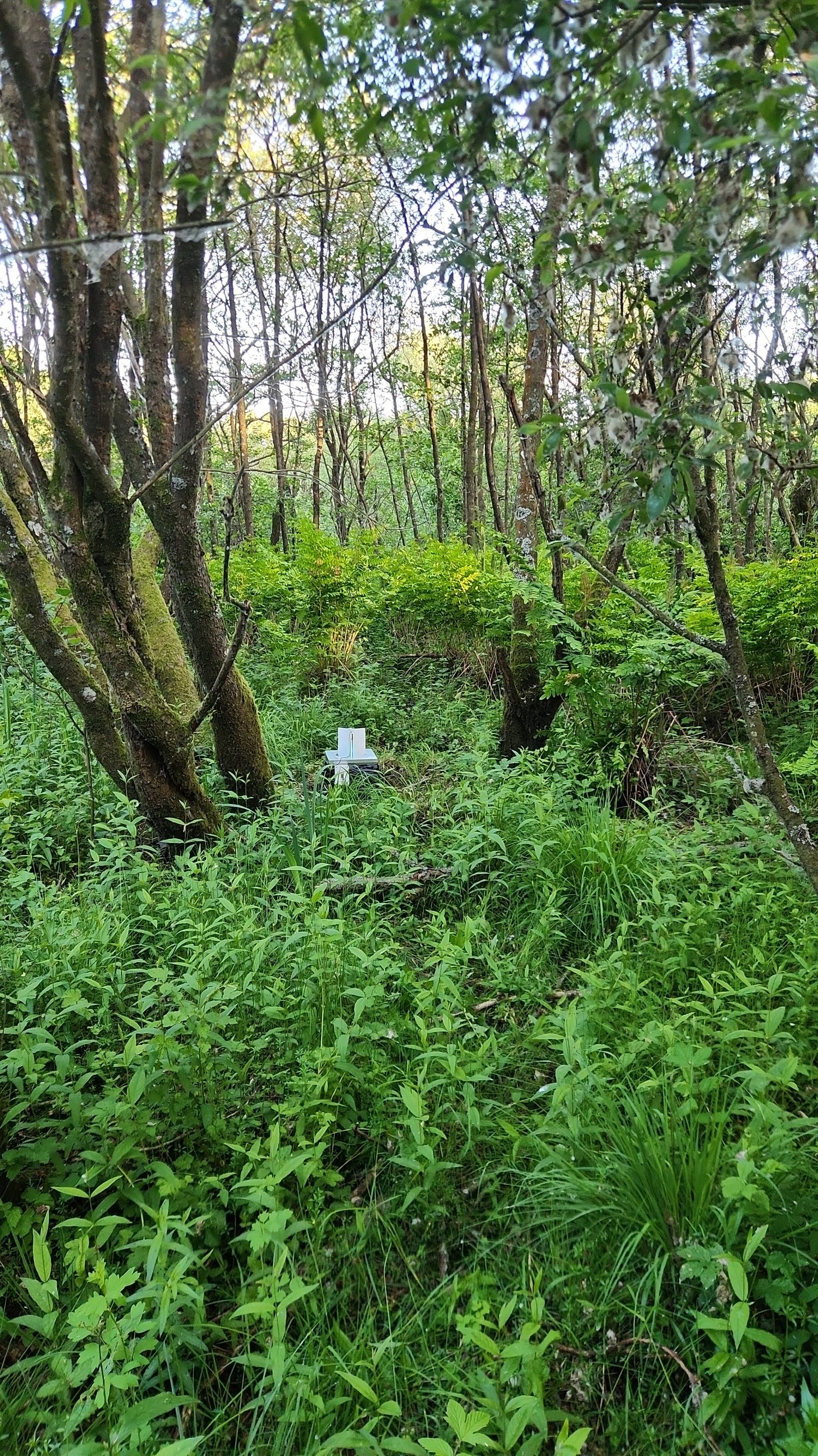 Mothwatch: Brackagh Moss