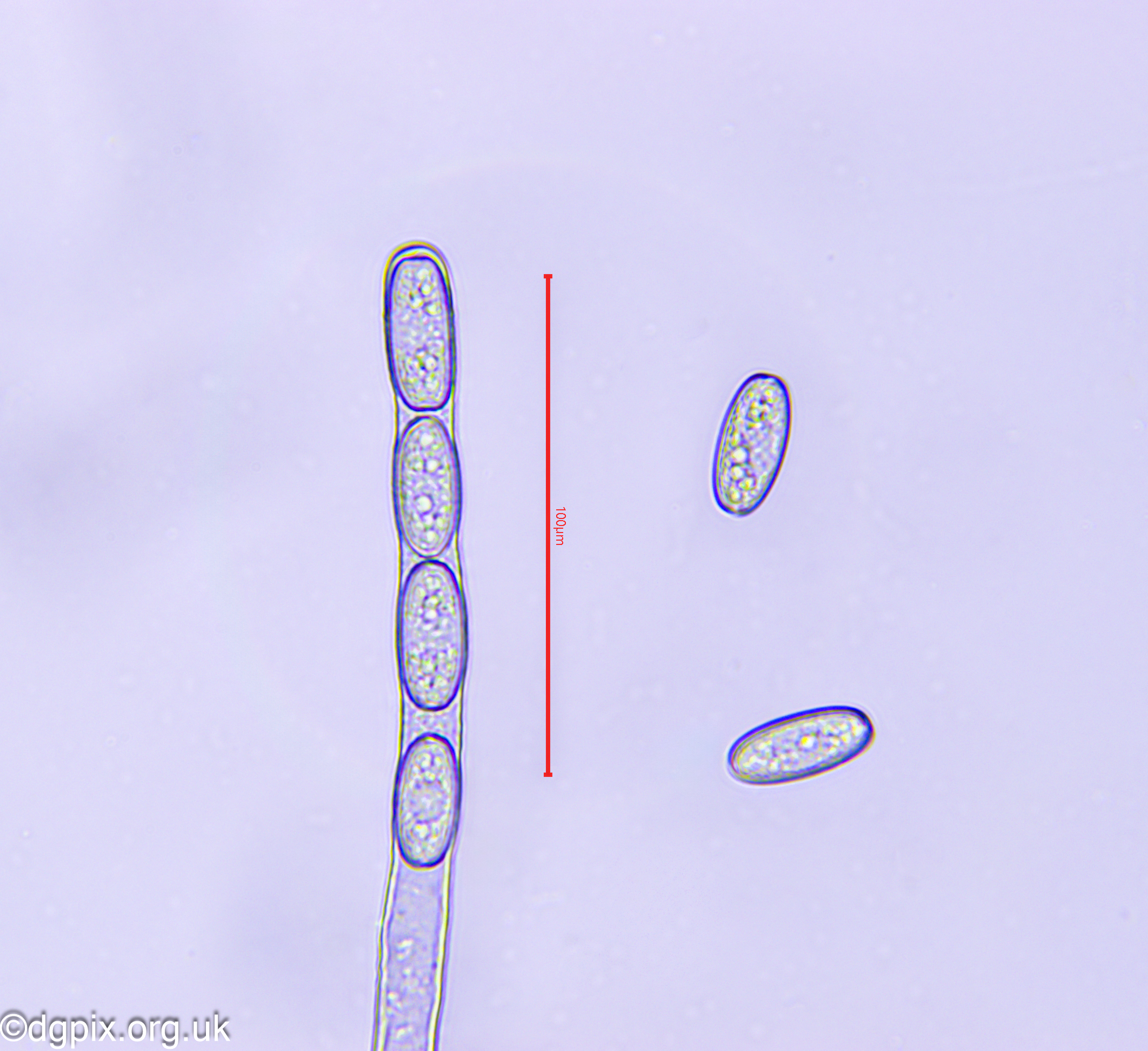Microscopic Mycology