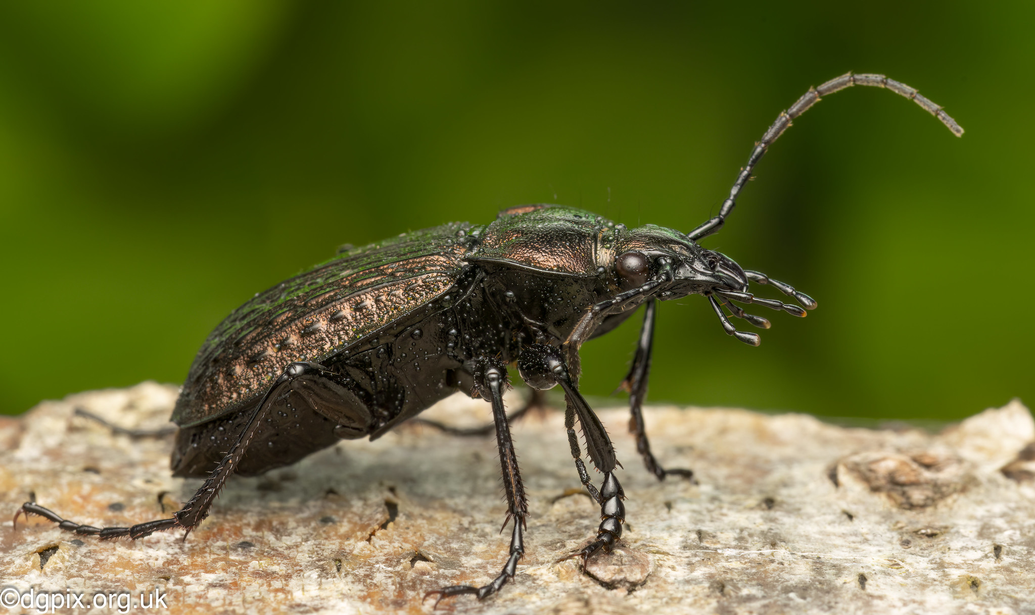 Photographing Carabus granulatus: A Conservation Perspective