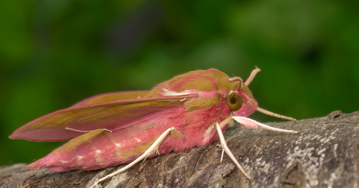 A Mid-Year Look at Moth Activity in 2025